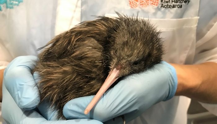 The good eggs at National Kiwi Hatchery | Rotorua NZ